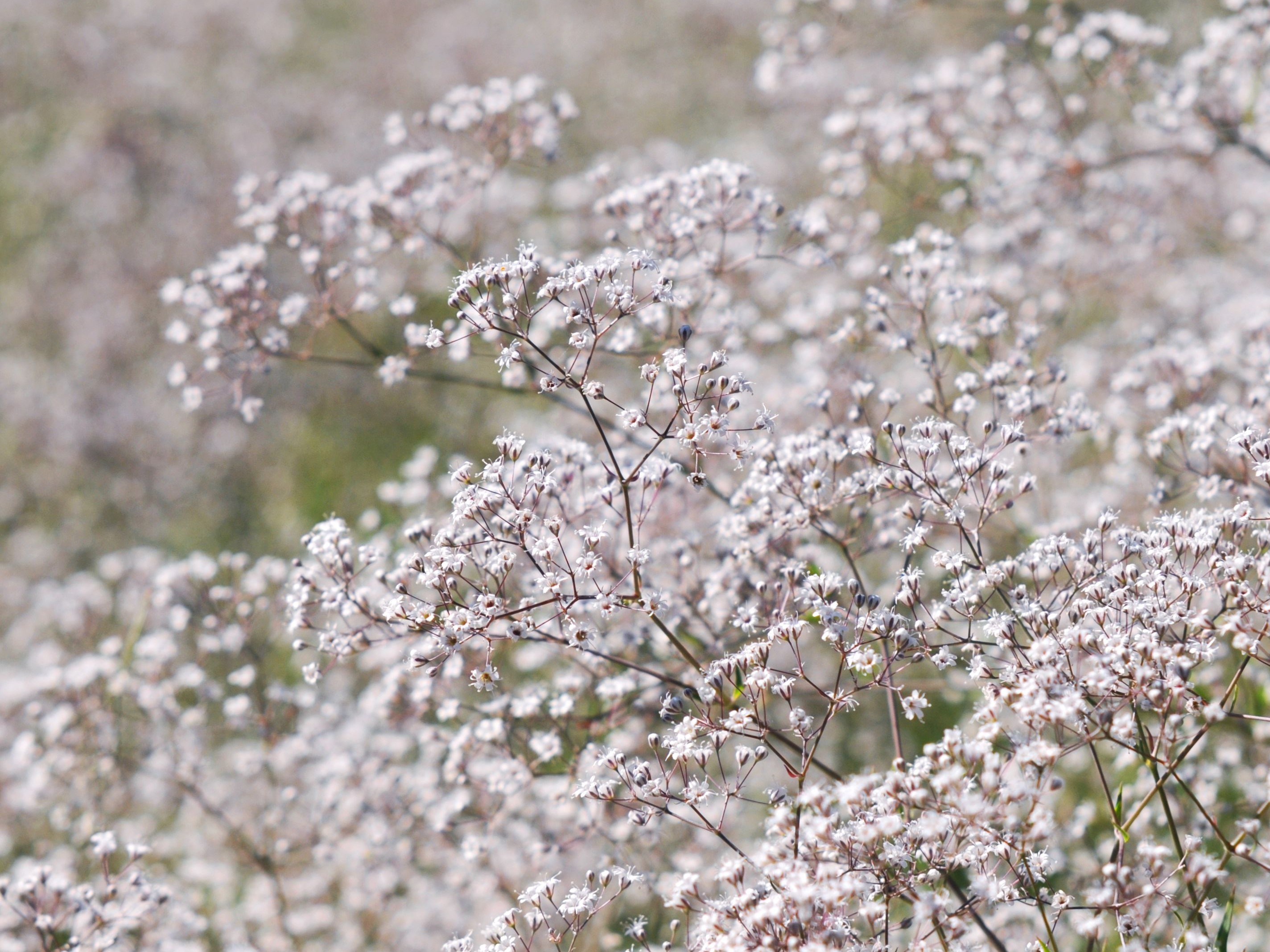 Baby’s Breath – The Catalyst